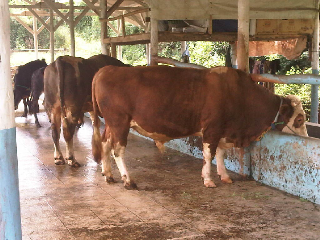 Jual Sapi ~ MASUSHITA FARM