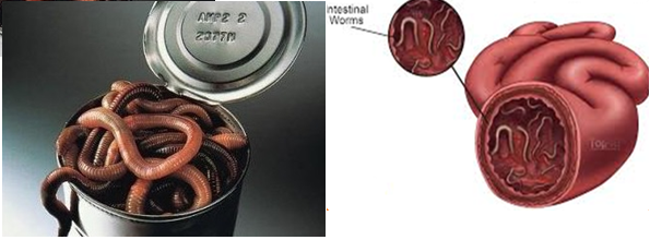 Tuberculosis and Helminths: Scientific background