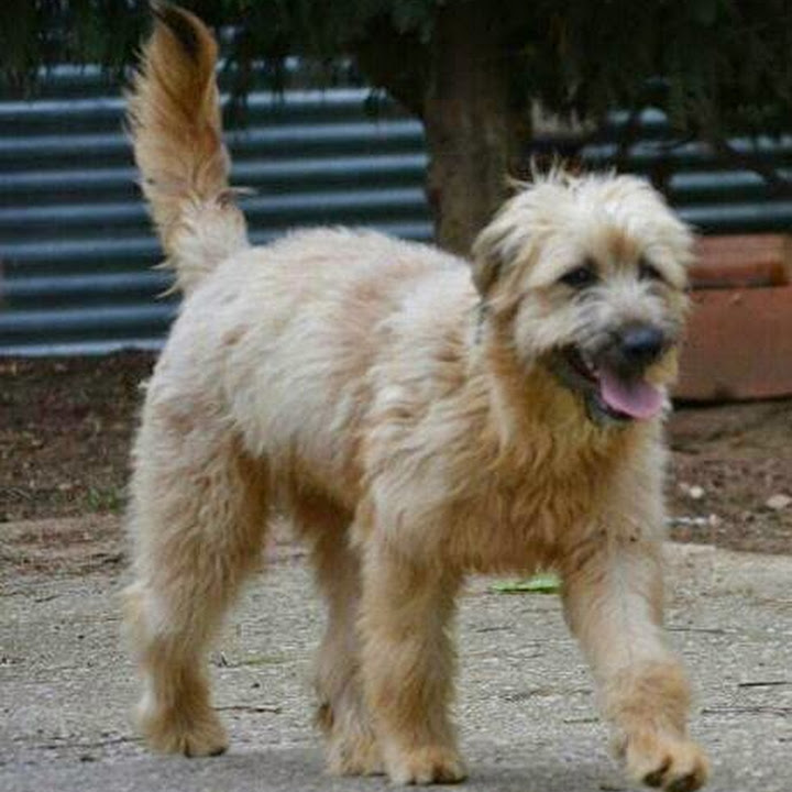 NUNCAJAMAS COCKER: EL PERRO DE PASTOR VASCO