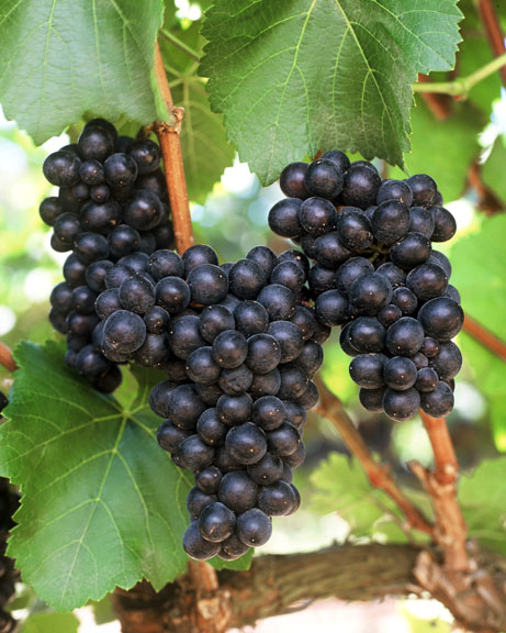 The Sommelier Update: Noble Grapes
