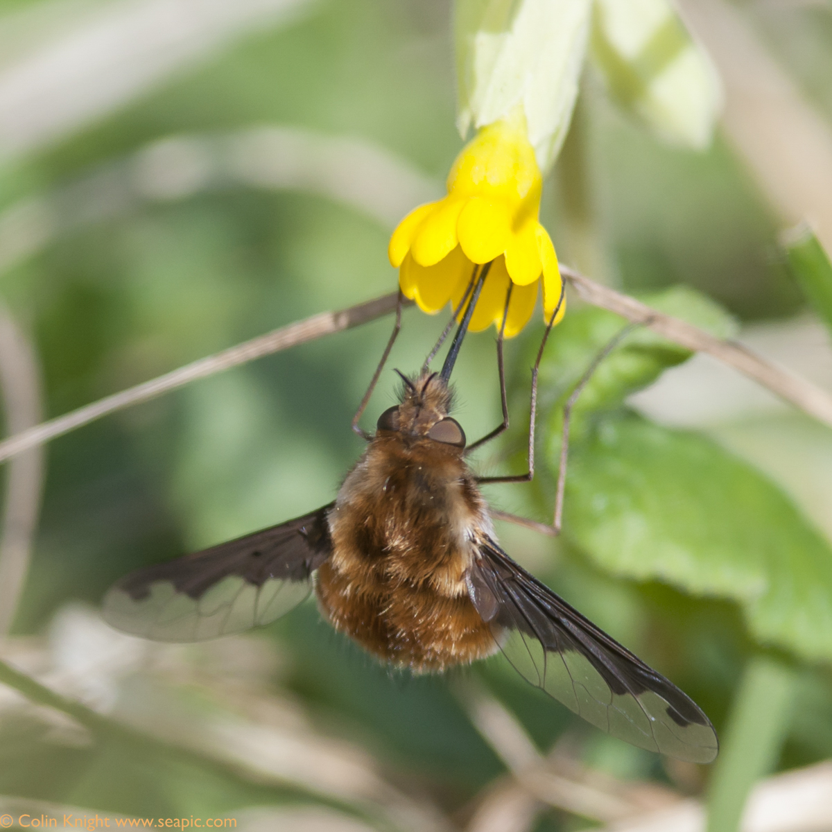 Postcards from Sussex: Bee Flies, a Minotaur and a Slow-worm