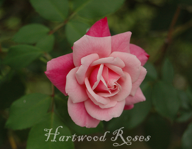 Hartwood Roses: Rockin' the Red (Roses) in Hollywood Cemetery