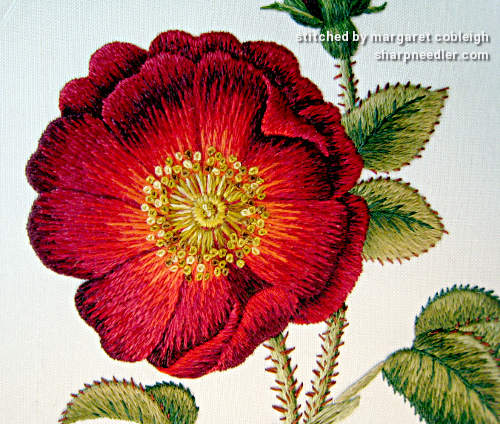 The Sharp Needler: French Rose