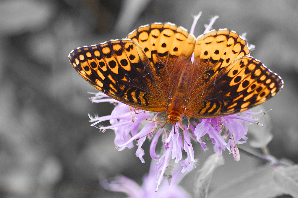 MPG Photo Creations: Kansas Butterflies