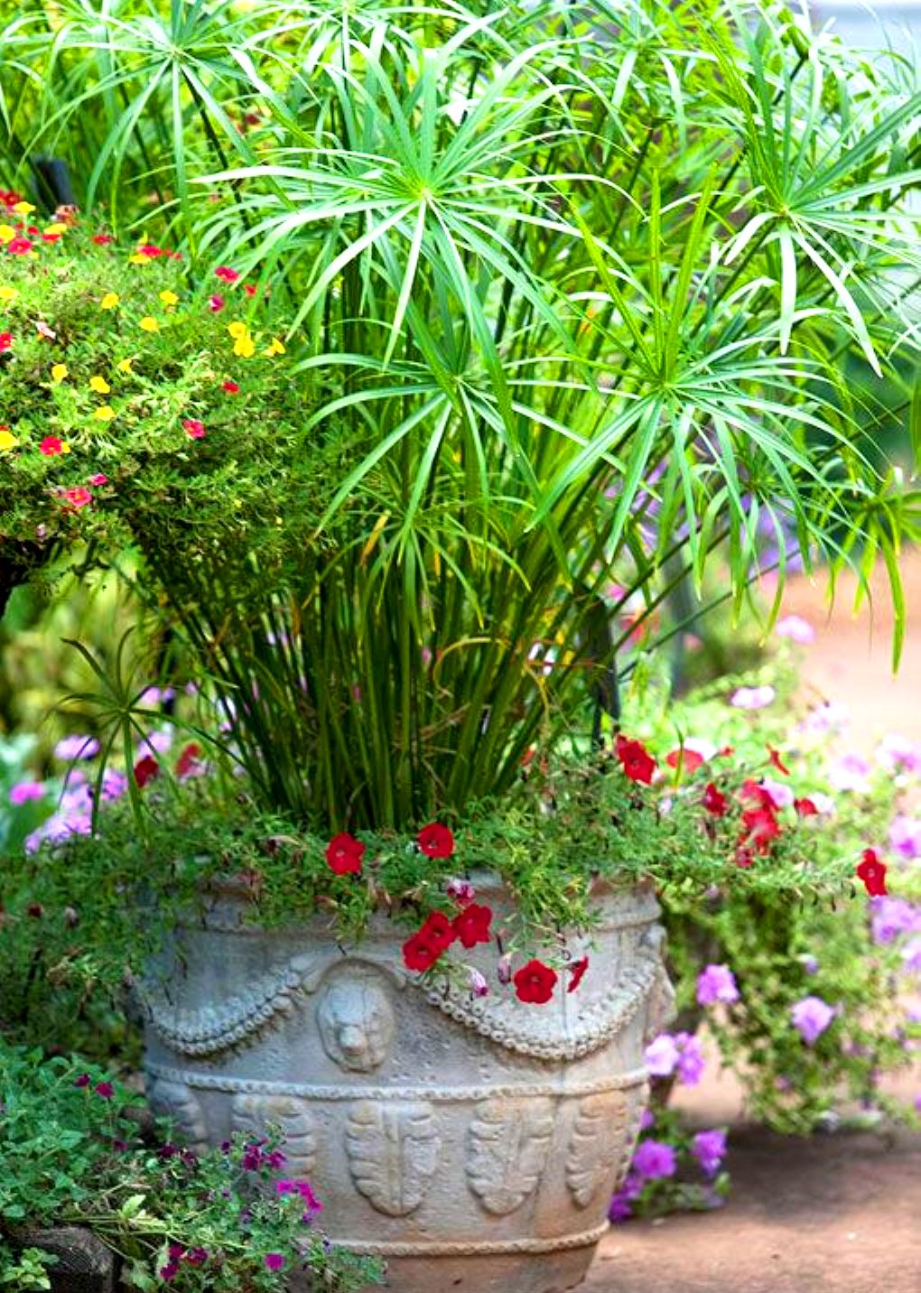 El papiro Egipcio. Cuidados, cultivo y paisajismo.