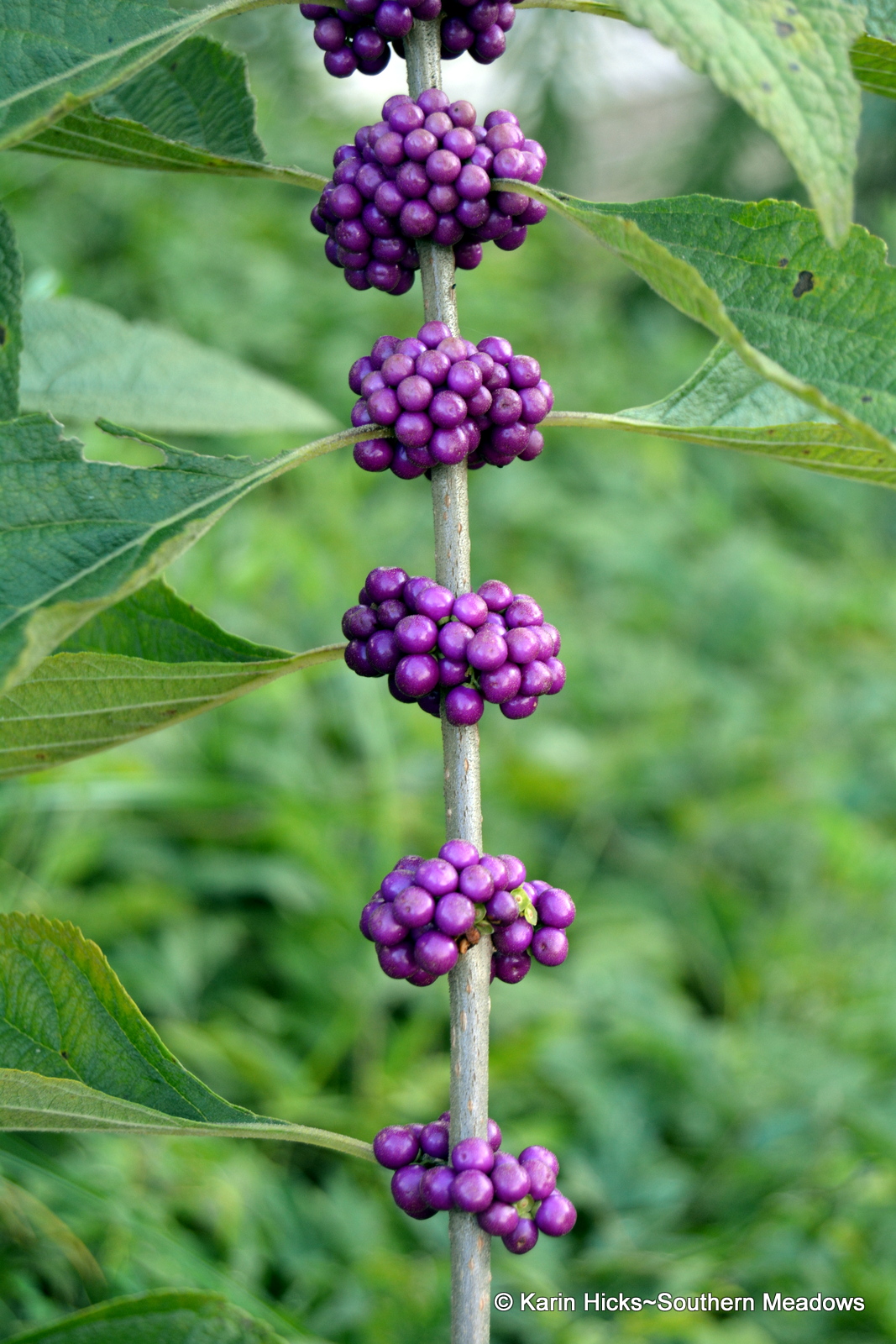 Fall in Love with Berry Worthy Plants