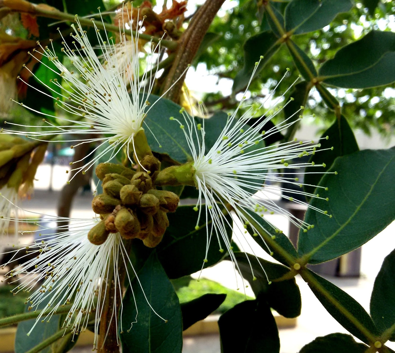 Uma flor por dia: Ingá