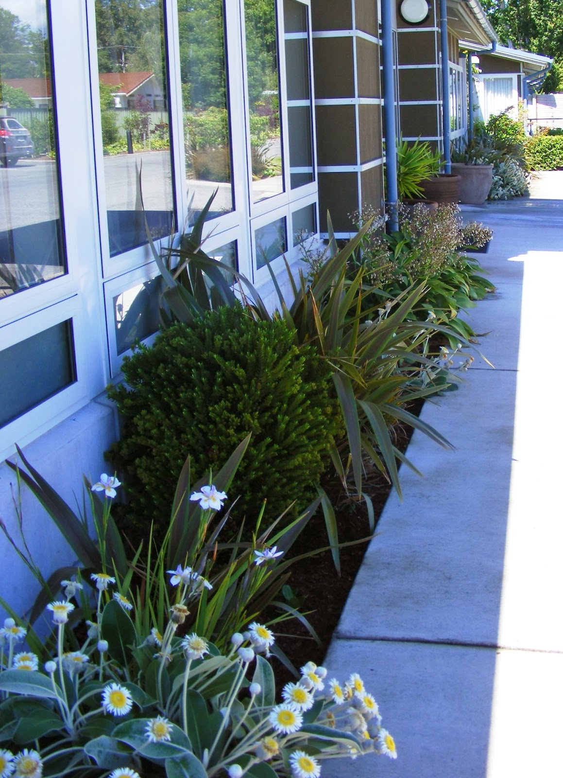 Rachel Callaghan Landscape Architect, NZ: Marlborough Rock Daisy