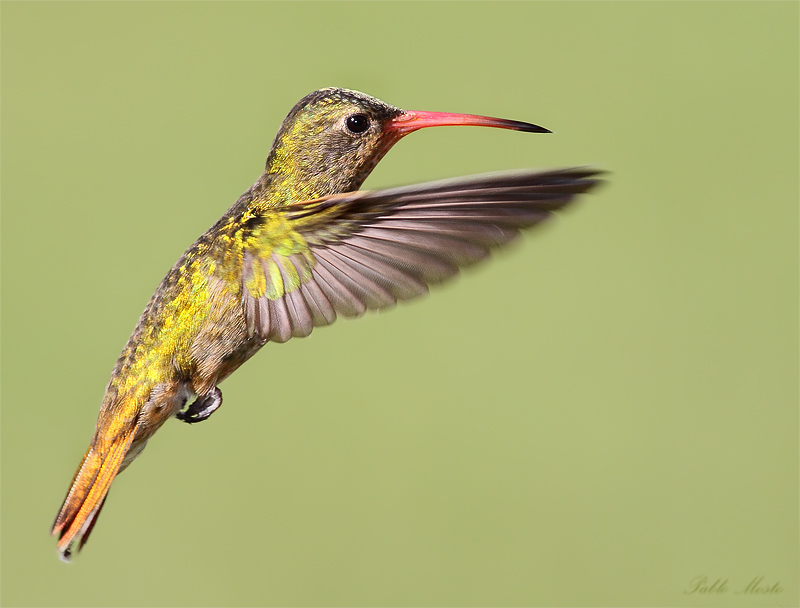 AVES NUESTRAS: PICAFLOR BRONCEADO