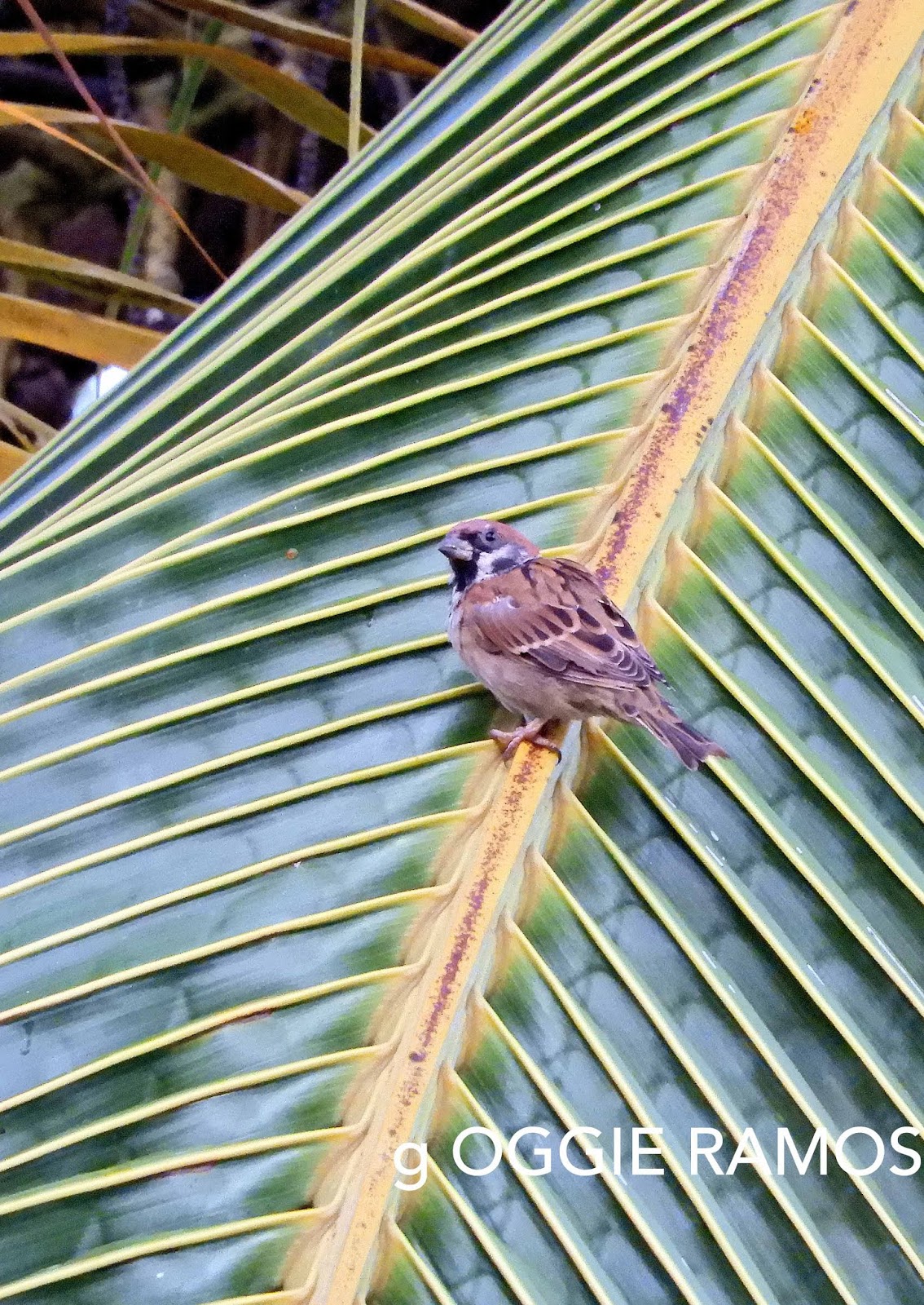 Lagalog Philippines Travel Photography Blog: Birding in Baler