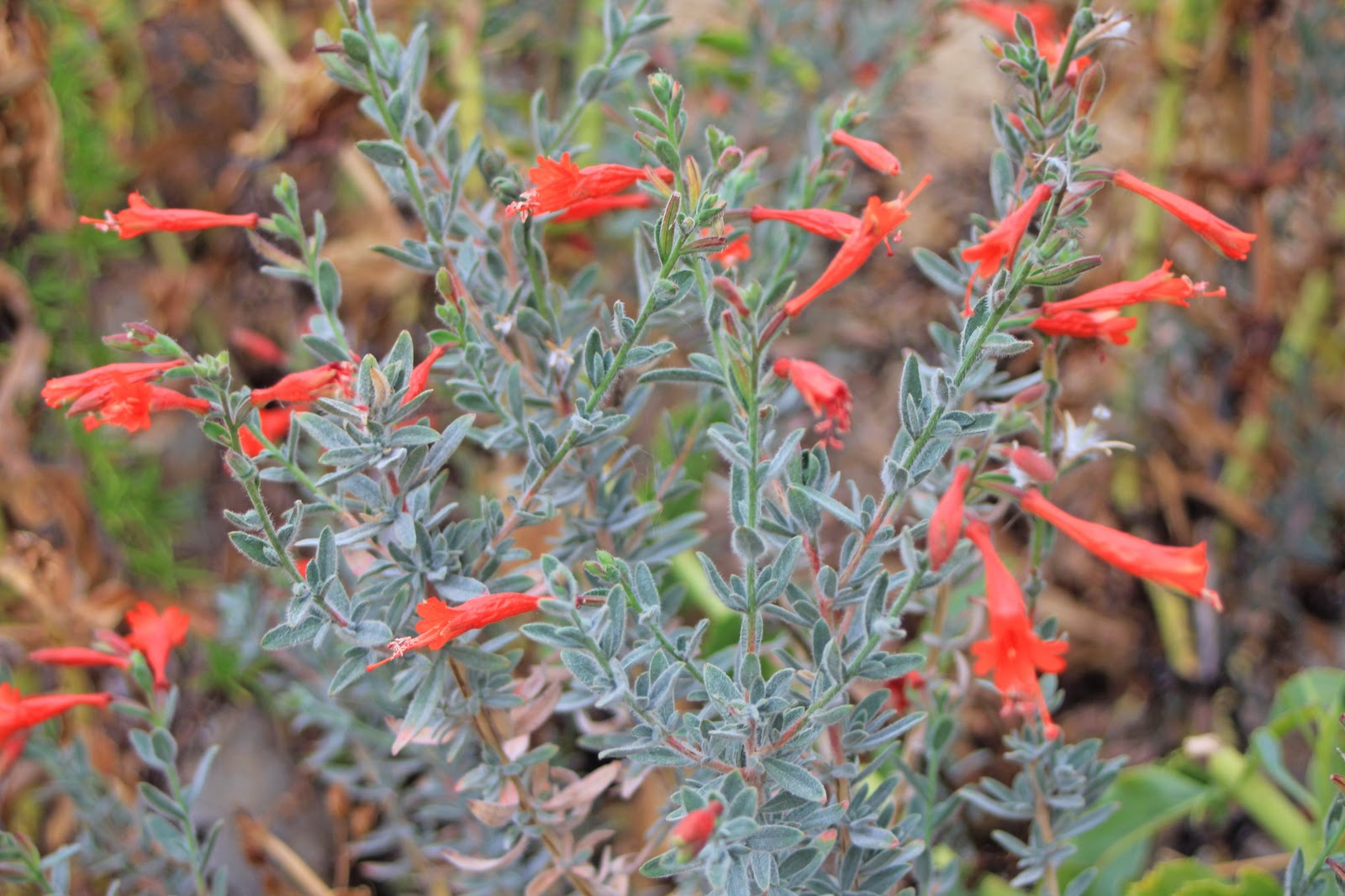 Camissonia's Corner: California Fuchsias - Red Hot Hotties in the Fall ...