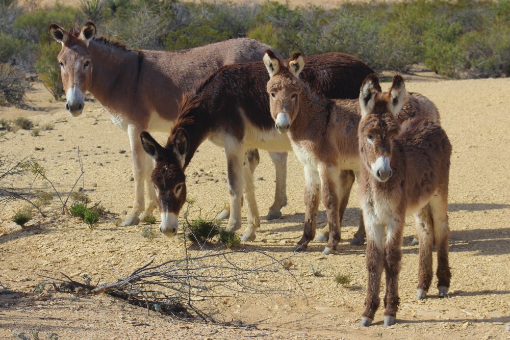 The Field Lab: Burro Friday