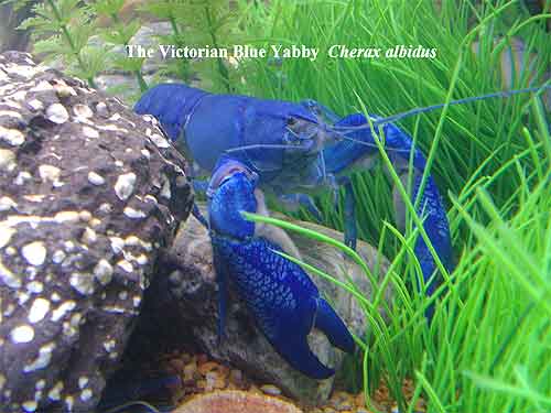 Medan CrayFish | CrawFish | Crawdad: Cherax Albidus : Blue Pearl Yabbie ...