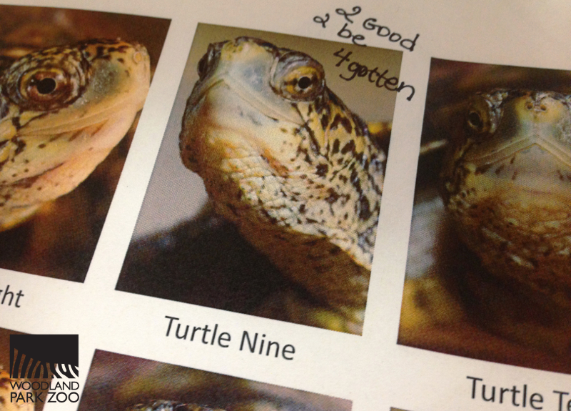 Graduation day for endangered turtles