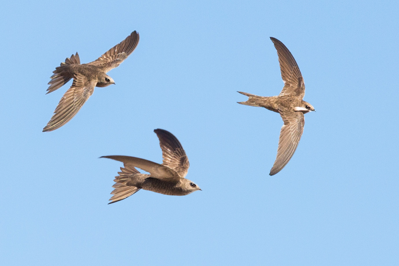 Wildlife Diaries: SW Spain & Portugal & Separating adult Pallid Swift ...