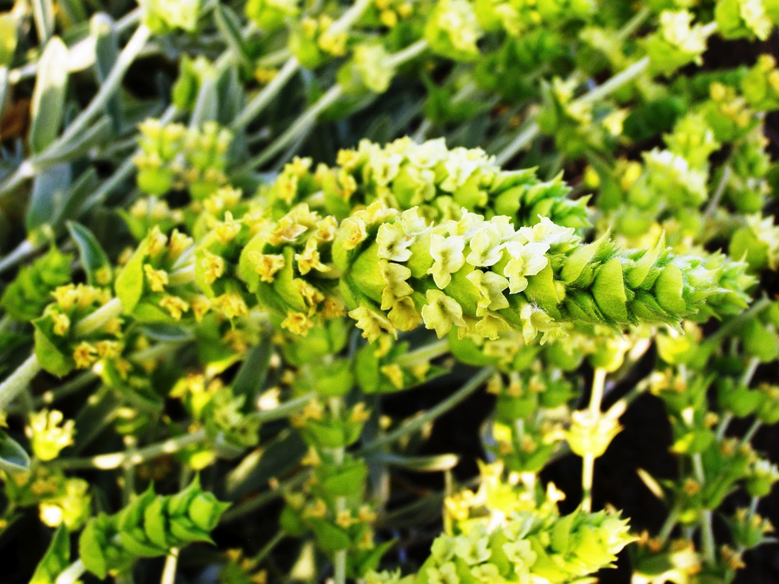 Βιολογικό Κτήμα Ζαβού: Sideritis scardica