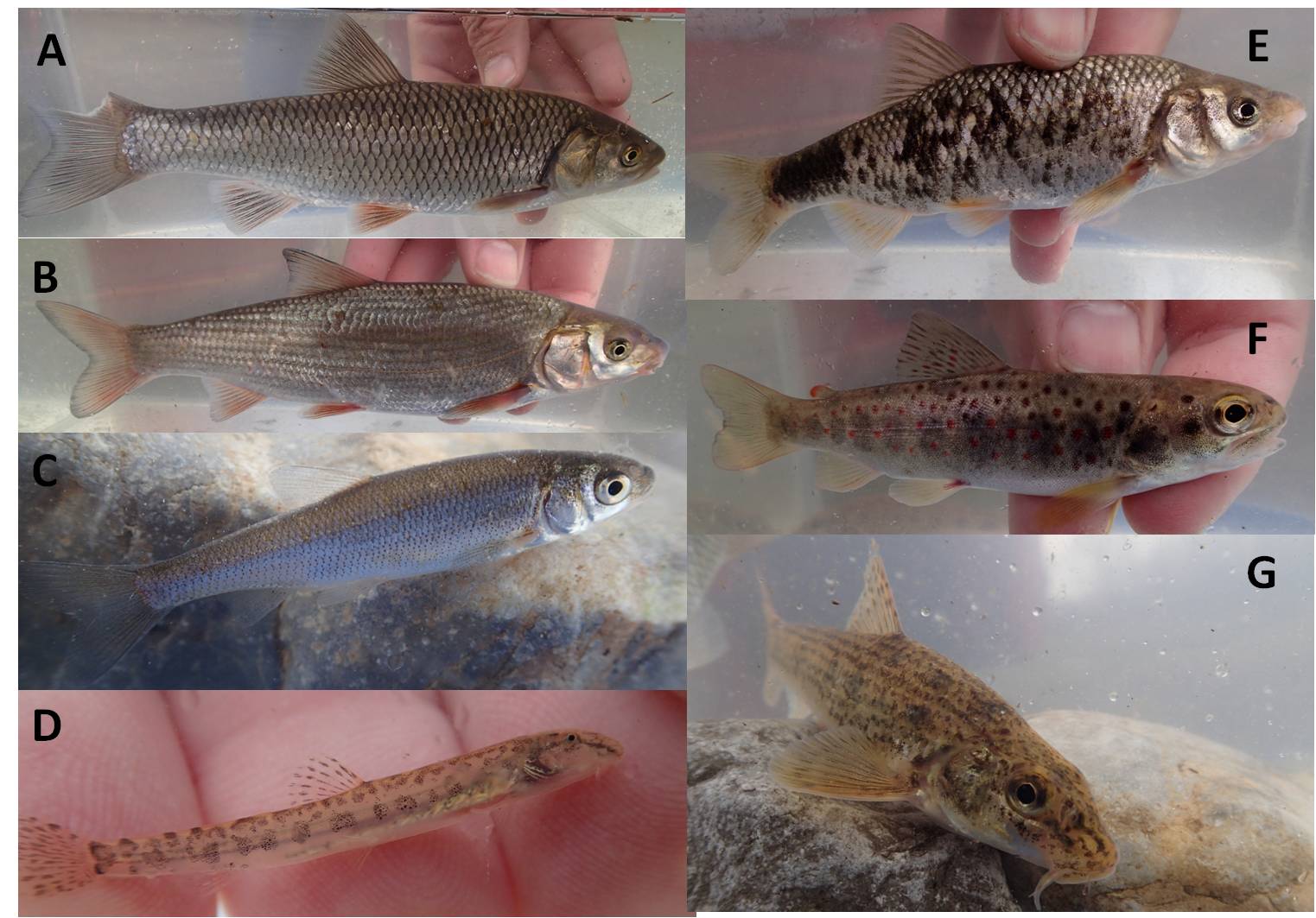 Athens Nature Journal: Electrofishing Kosovo and a road-trip through ...