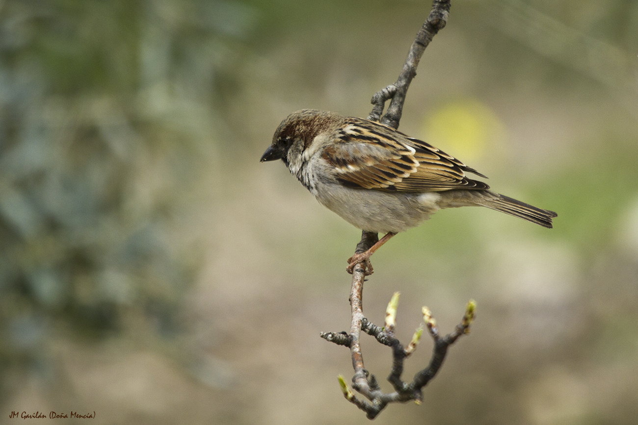 Fotografía de Naturaleza - JM Gavilán: Gorrión común (Passer domesticus)