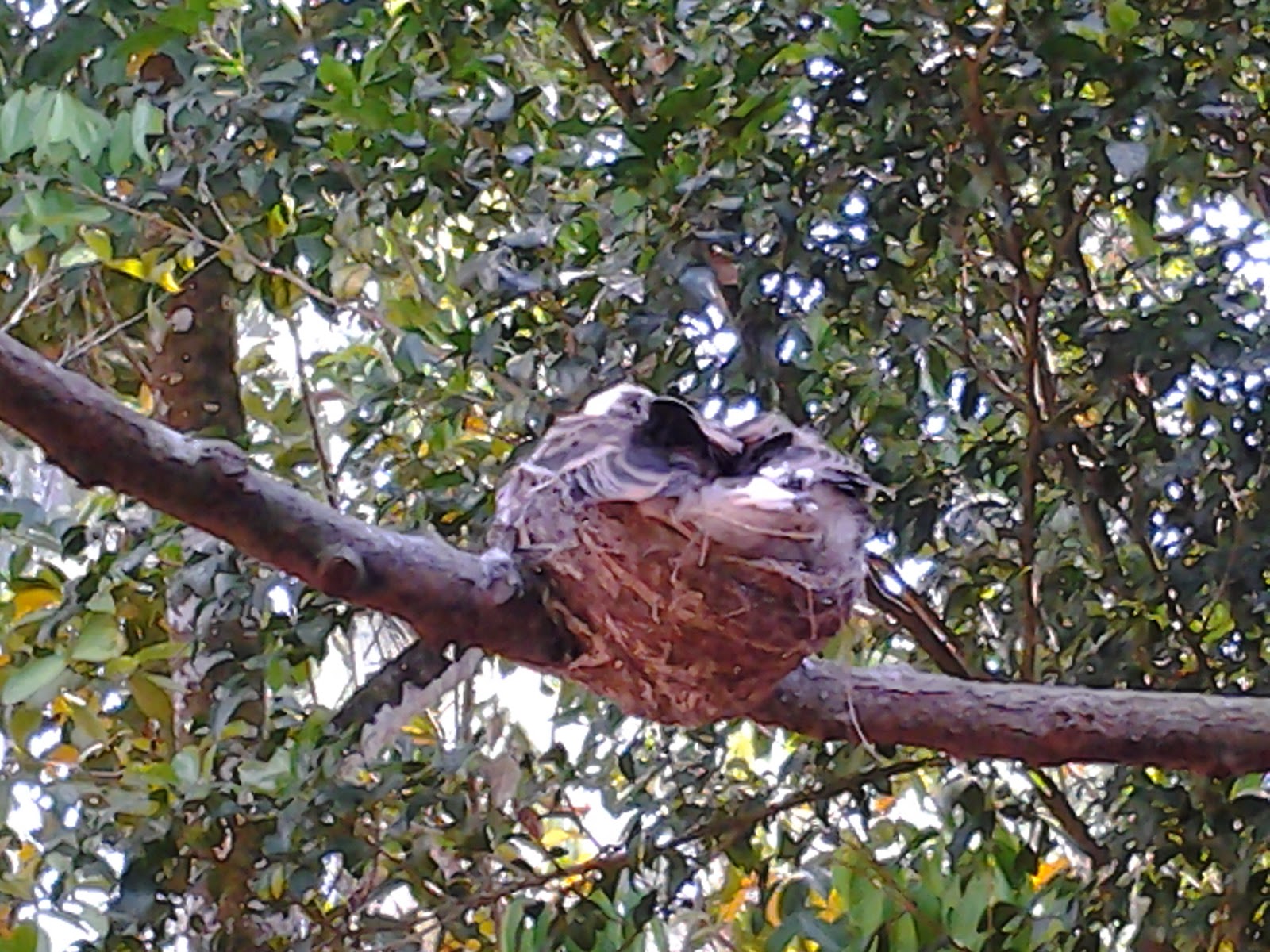 අලුත් කුරුල්ලෙක් ඇවිදින්