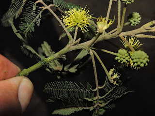 Fabaceae - Leguminosae no Brasil: Fabaceae - Mimosa scabrella Benth ...