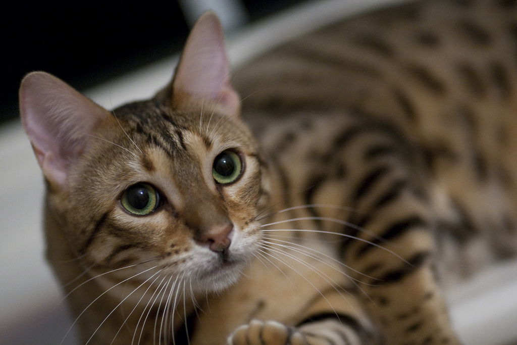 Cute Overload Top 5 Most Expensive Cat Breeds cute-overload-top-5-most-expensive-cat-breeds