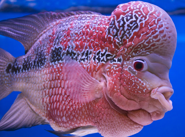 Journey Of Flowerhorn (Louhan): Louhan Red Dragon / Super Red Dragon ...