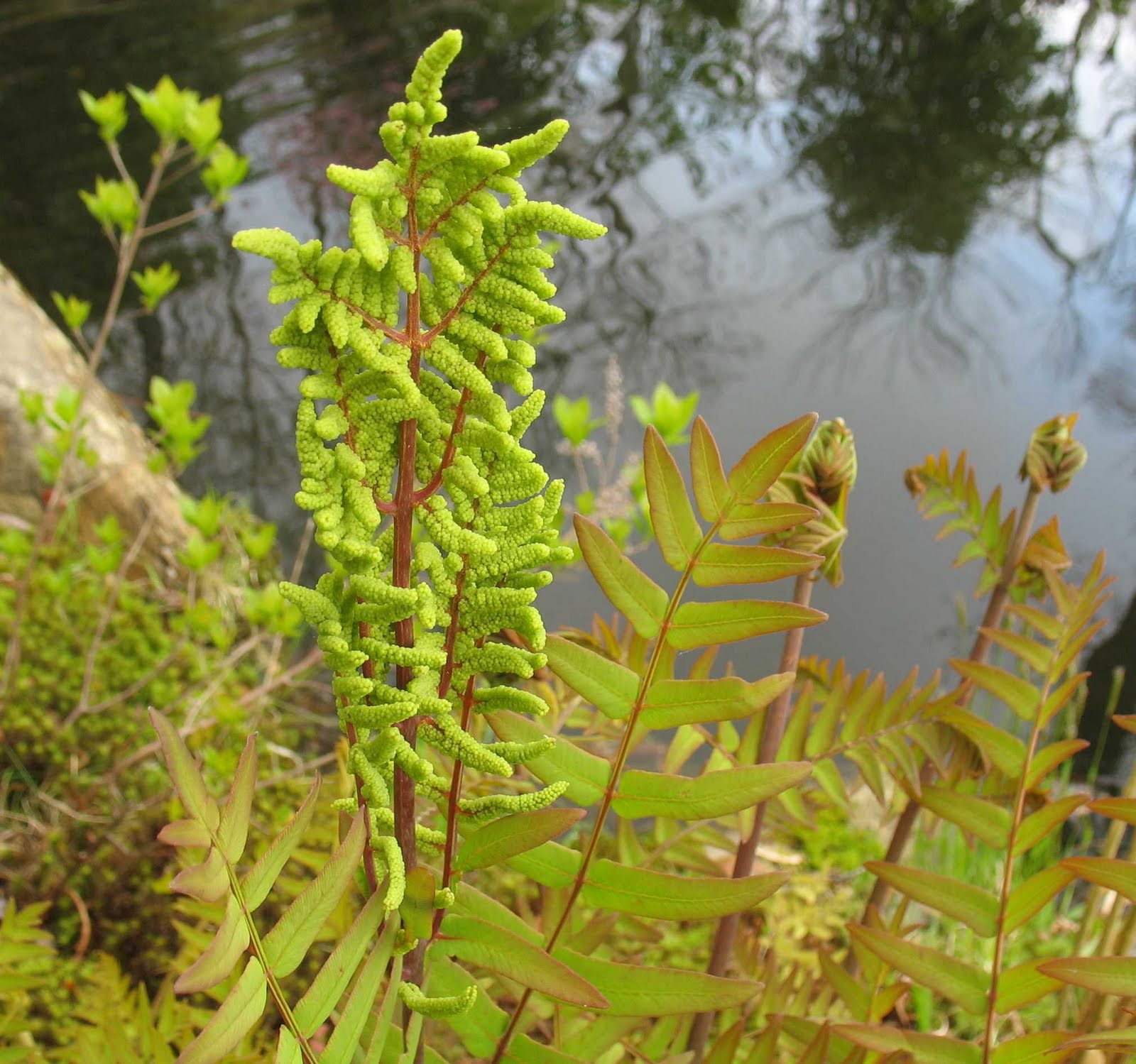 Using Georgia Native Plants: Spring Rewind