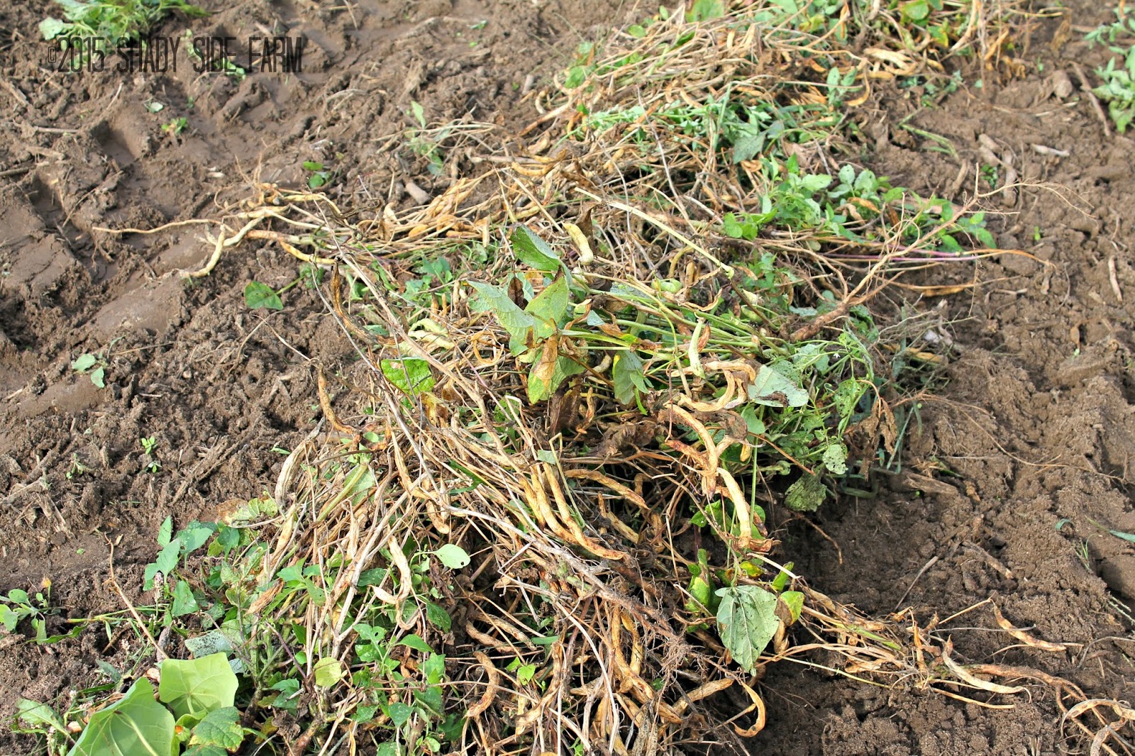 A New Way to Pull Beans