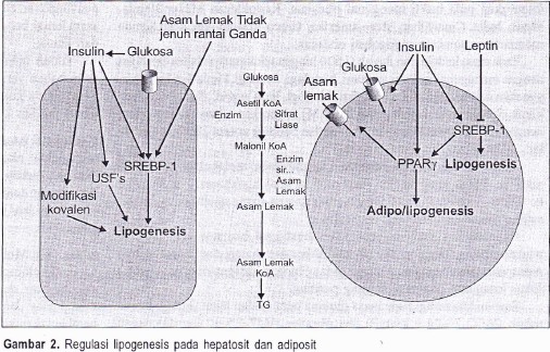 sikkahoder: sel lemak dan jaringan lemak dalam tubuh
