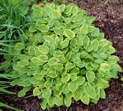 Future Plants by Randy Stewart: Hosta