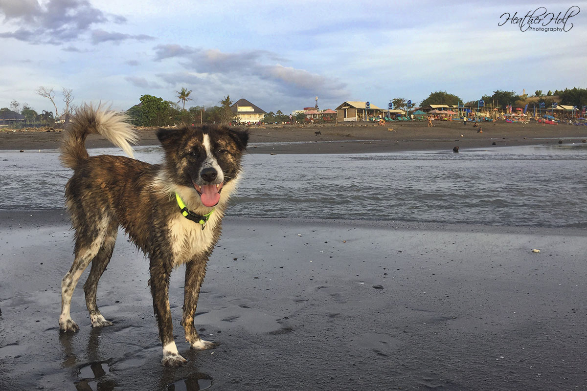 Heather Holt Photography Bali: Beautiful Indonesia: Bali's Heritage Dog