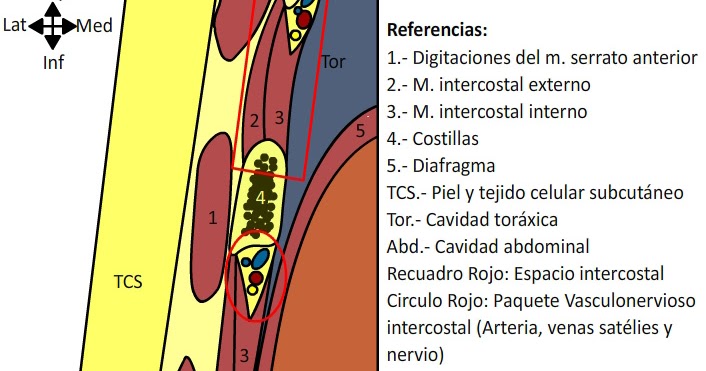 Anatomía 2012 - Ayudante Pablo Prado: Esquema Espacio Intercostal