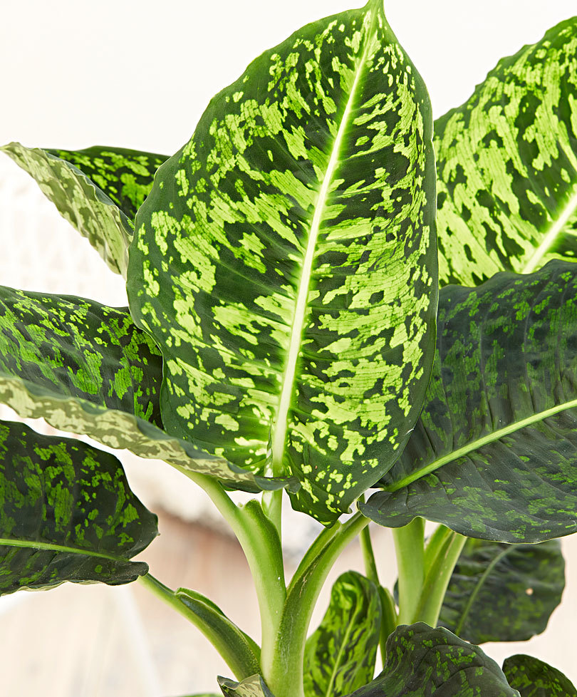 Dieffenbachia - Id Plantae