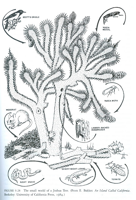 Joshua Tree Woodlands: A Tale of Sloths, Moths and the Trees that Need Them