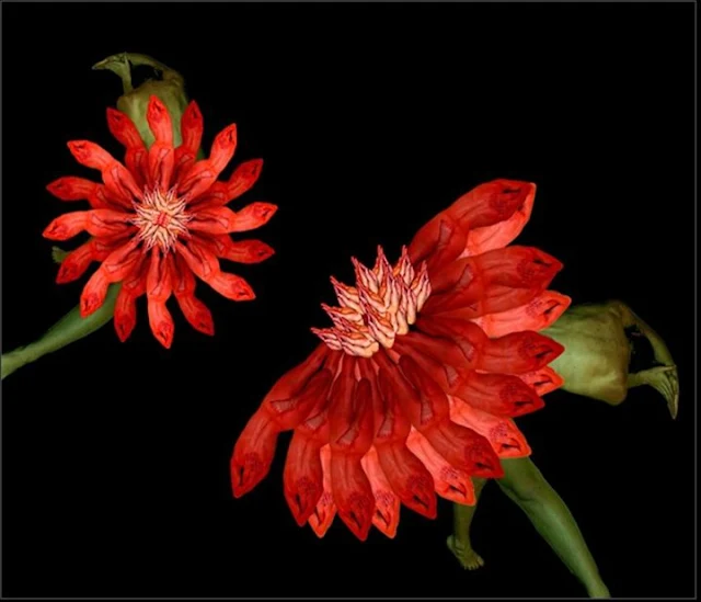 Cecelia Webber ~ Human Flowers | Tutt'Art@ | Pittura * Scultura ...