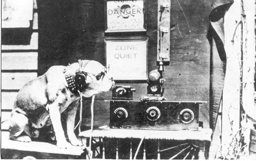 W. M'sia Ham Radio Station - 9M2ESM (EX-9W2ESM): Animal & Ham Radio