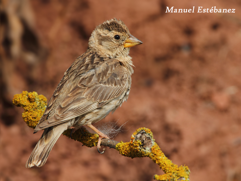 Miradas Cantábricas: Gorrión chillón (Petronia petronia)