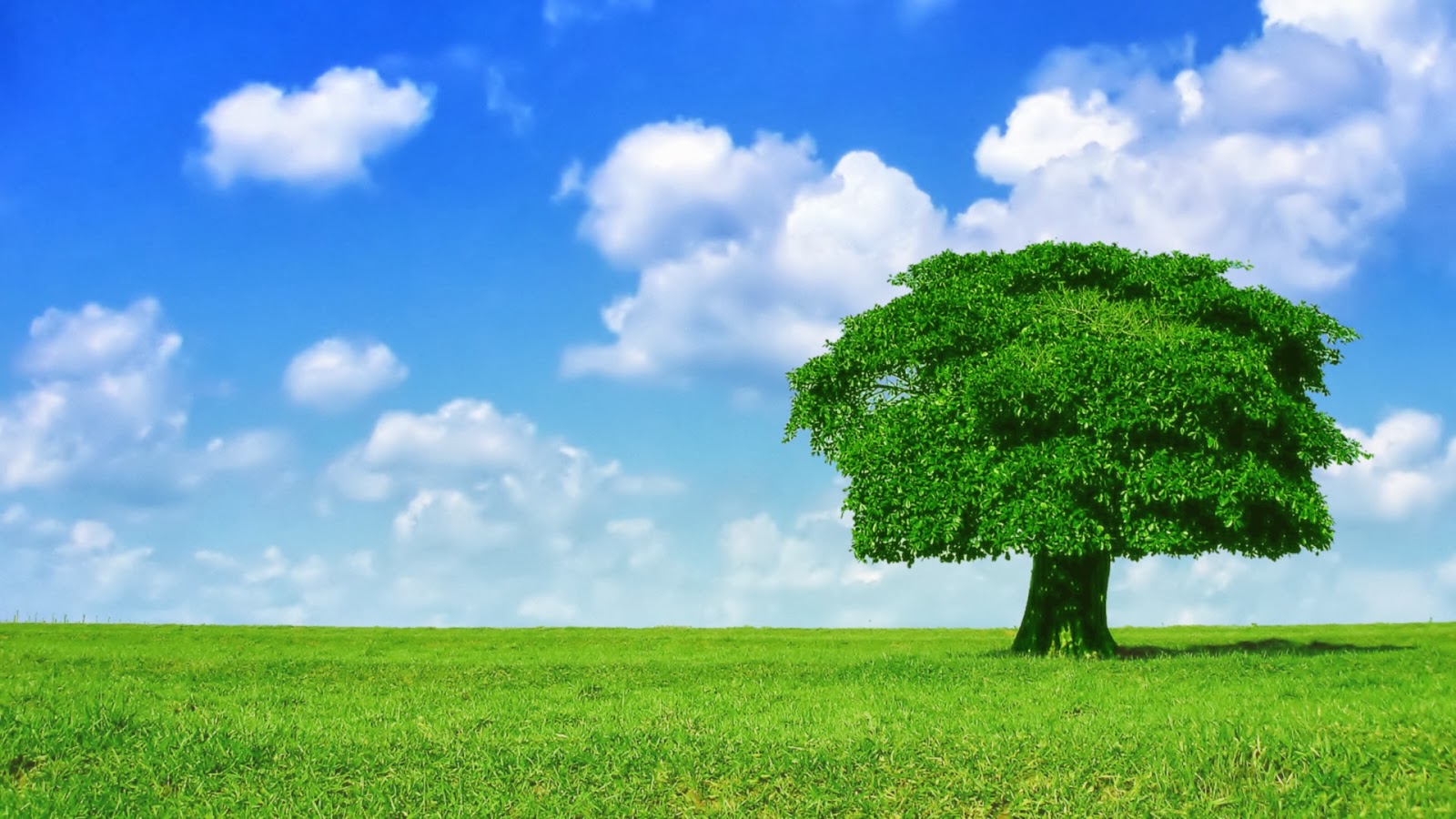 All Time Best HD Wallpapers: 50 Beautiful Trees Full HD Wallpapers Set-2