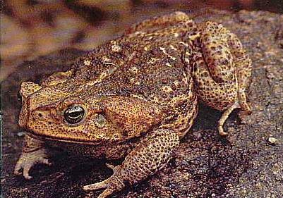 Sapo Cururu: Solução ou Praga ~ Biólogo Esperto