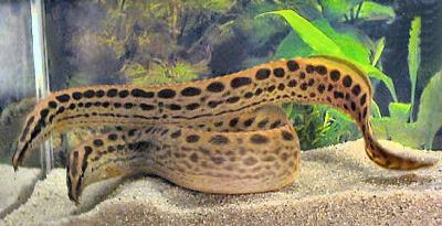 IKAN SILI (Macrognathus aculeautus) TERANCAM PUNAH ~ MEDIA PENYULUHAN ...