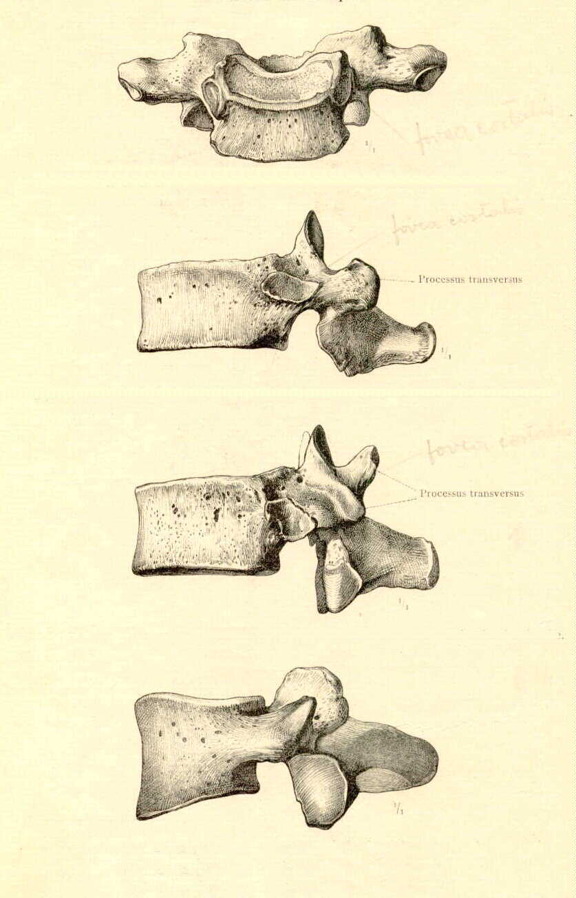 Anatómia: Vertebra - csigolya