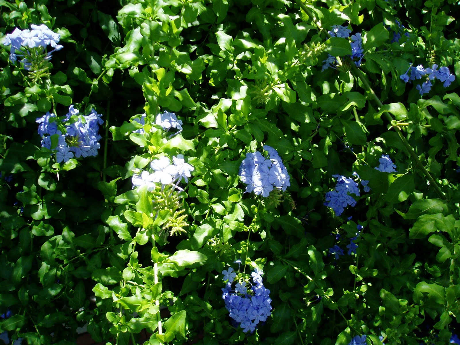 JAZMÍN DE CIELO: Plumbago auriculata | Plantas rioMoros