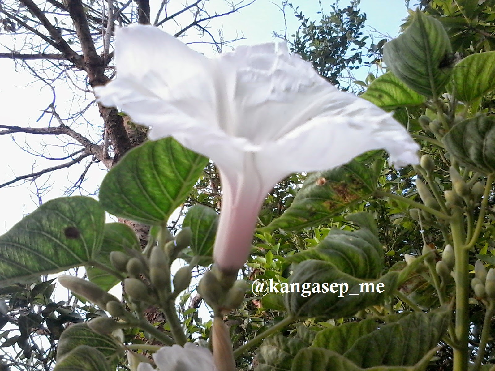 Kembang Tablo - Bunga Liar Indonesia