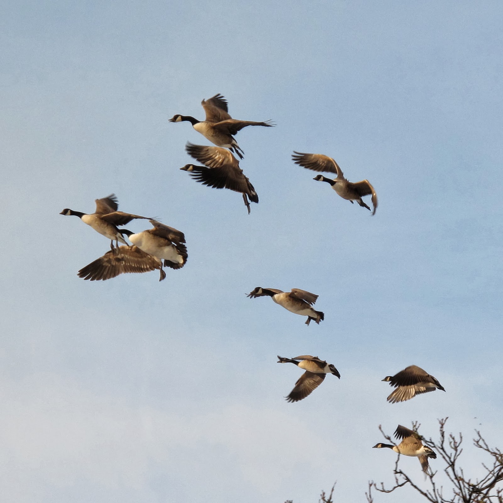 The Rattling Crow: Canada Geese taking off decisions