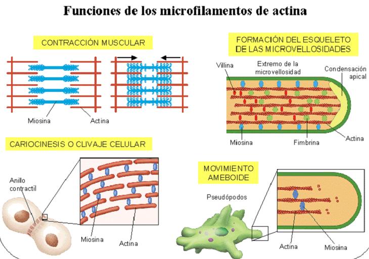 Tema 10. Hialoplasma, citoesqueleto y centrosomas. | Gori-Gori