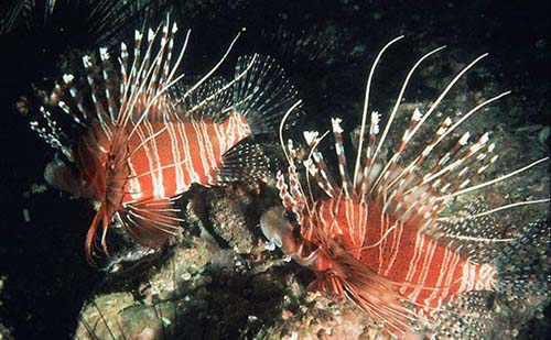 Higuey Live: Invasión del Caribe por pez león conduce a crisis ecológica