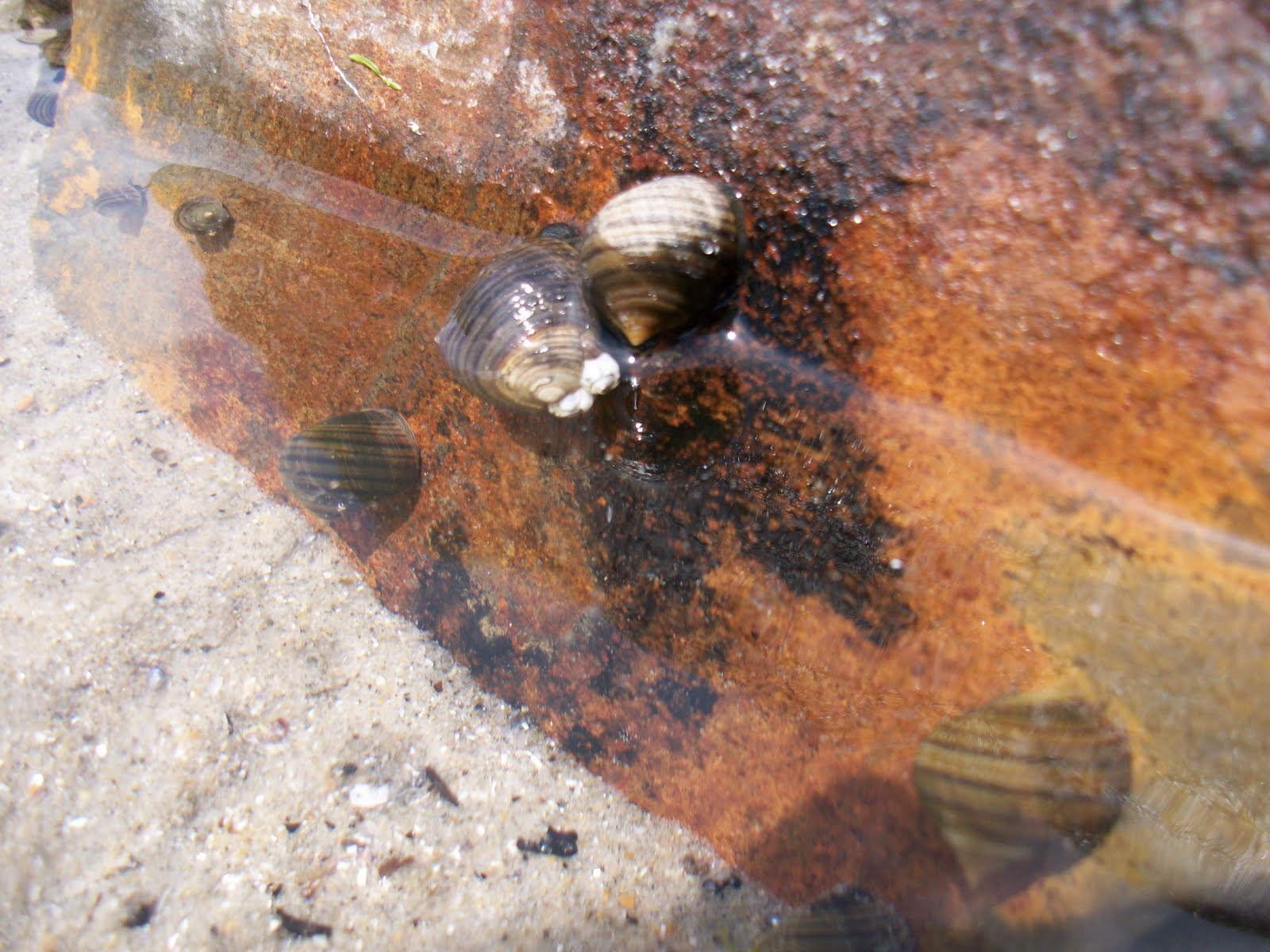 AP Biology: Commensalism