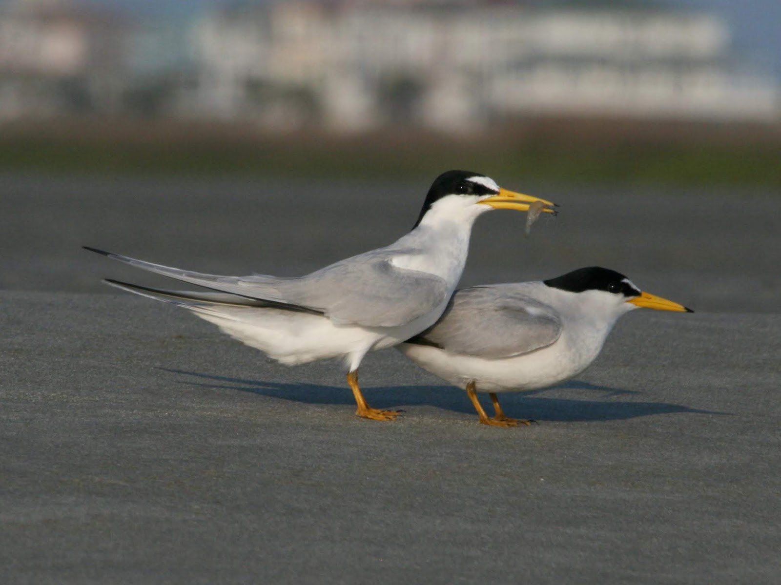 Variety of Life: Laridae