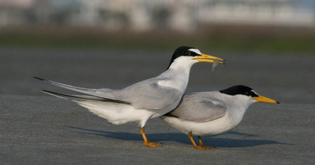 Variety of Life: Laridae