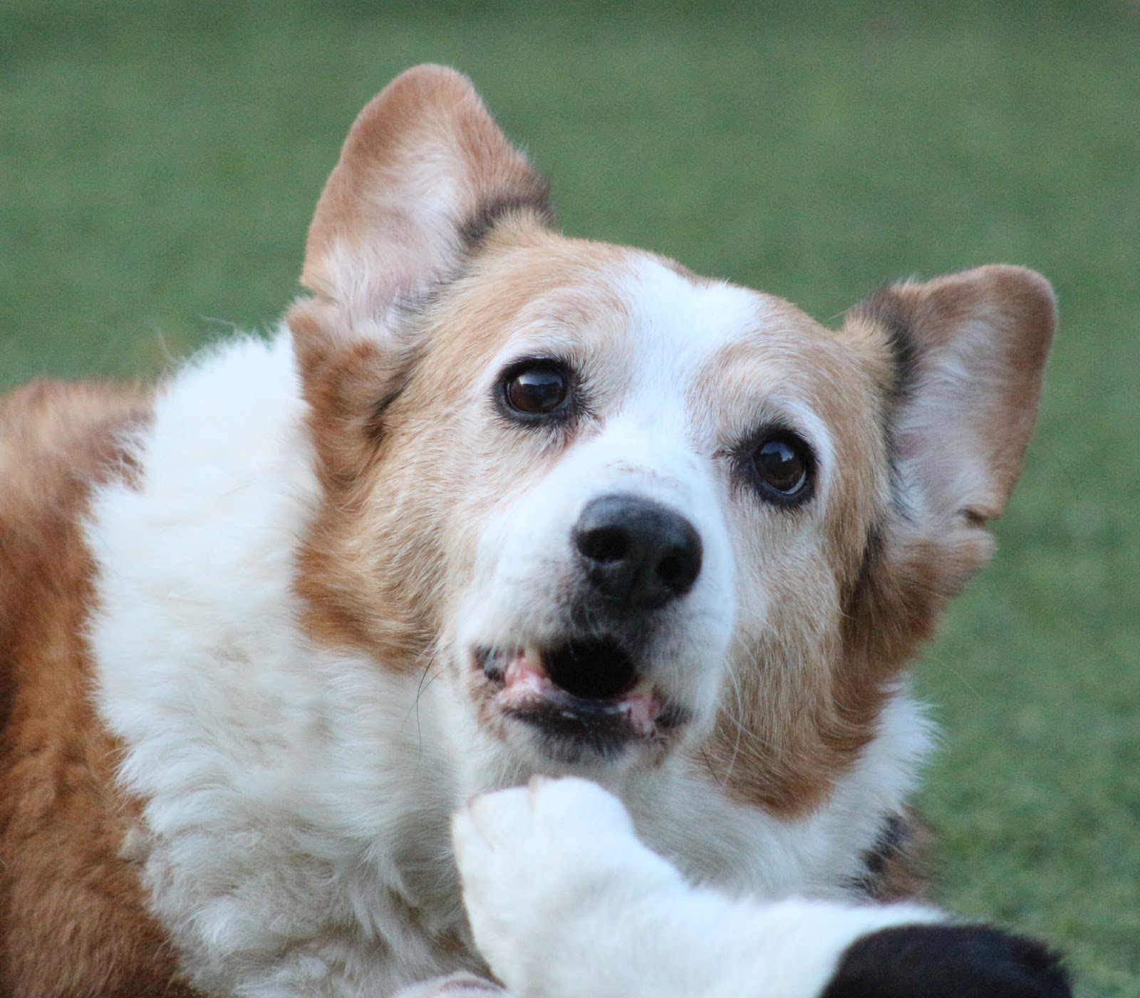 Cardigan Welsh Corgi UK: ..Red Wednesday